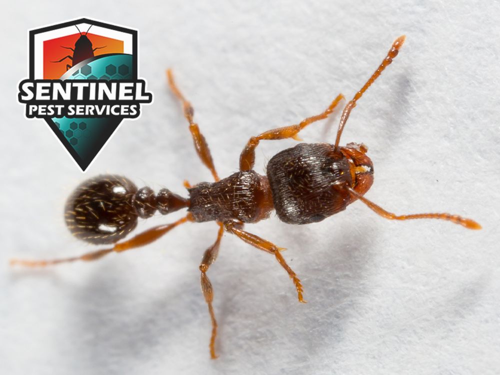 SENTINEL PEST SERVICES - Updated June 2025 - Delta, Utah - Pest Control ...
