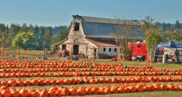 DOUBLE R FARMS PUMPKIN PATCH - Updated October 2025 - 85 Photos & 15 ...