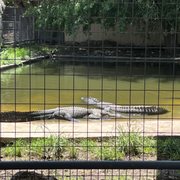 ANIMAL WORLD & SNAKE FARM - 704 Photos & 273 Reviews - 5640 Ih 35 S ...