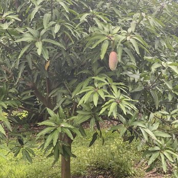 SERENDIB TROPICAL FRUIT FARM - Updated December 2025 - 33 Photos & 21 ...