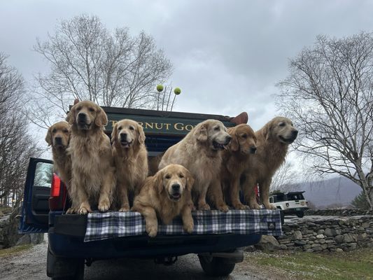 GOLDEN DOG FARM - Updated December 2025 - 1039 Pratt Rd, Jeffersonville ...