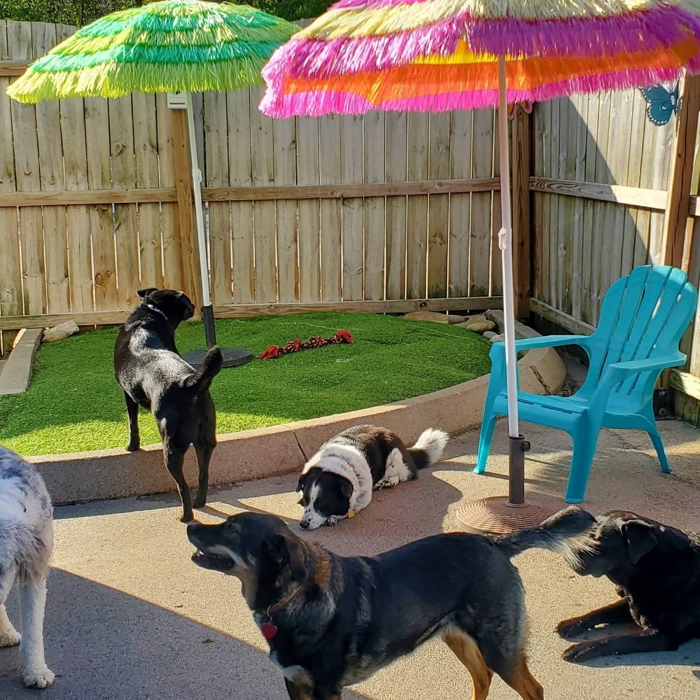 DOG DAYS CANINE PLAYSCHOOL - Updated April 2025 - 14 Photos - 10875 ...