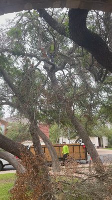 Certified Tree Care - Updated May 2026 - 47 Photos & 134 Reviews ...