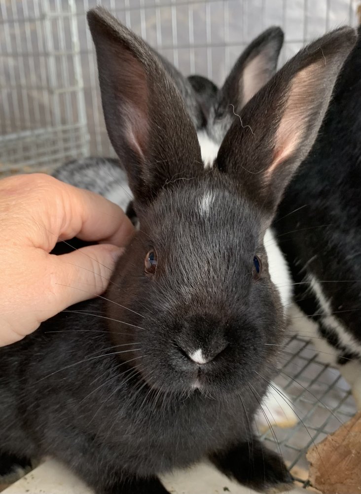 LITTLE D RABBITRY - Updated October 2025 - Cameron Park, California ...