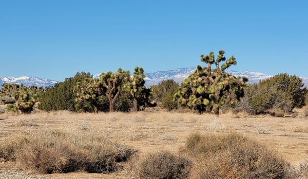 PRIME DESERT WOODLAND PRESERVE - Updated November 2025 - 211 Photos ...