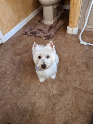 PAWS R US IN-HOME MOBILE GROOMING - Updated October 2025 - 13 Photos ...