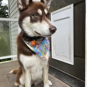 HYDRODOG BERT - 31 Photos - Pet Groomers - Redmond, WA - Phone Number ...