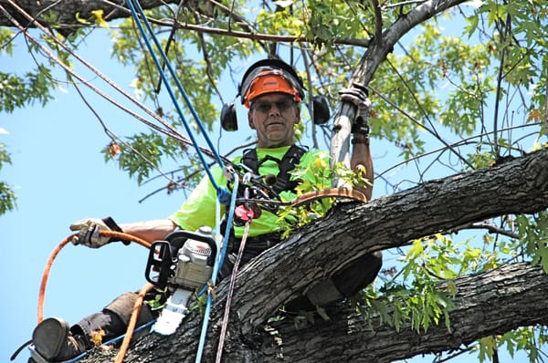 AERIAL ARBORIST TREE SERVICE - Updated April 2025 - Imperial ...