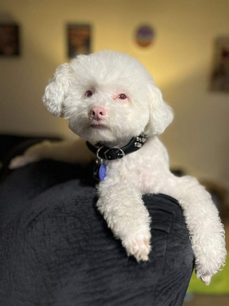 ALPHA GROOMING & TRADING POST - Updated December 2025 - 88 Photos & 50 ...