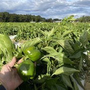 HALLOCK’S U-PICK FARM & GREENHOUSE - 42 Photos & 16 Reviews - 38 ...