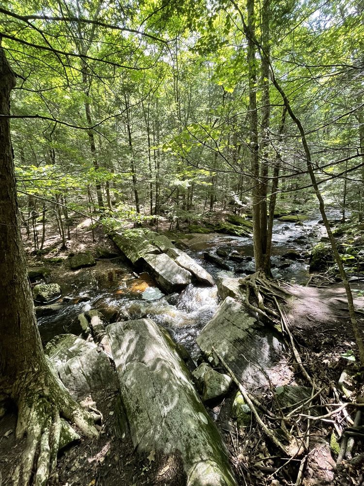 ENDERS STATE FOREST - Updated May 2024 - 104 Photos & 28 Reviews ...