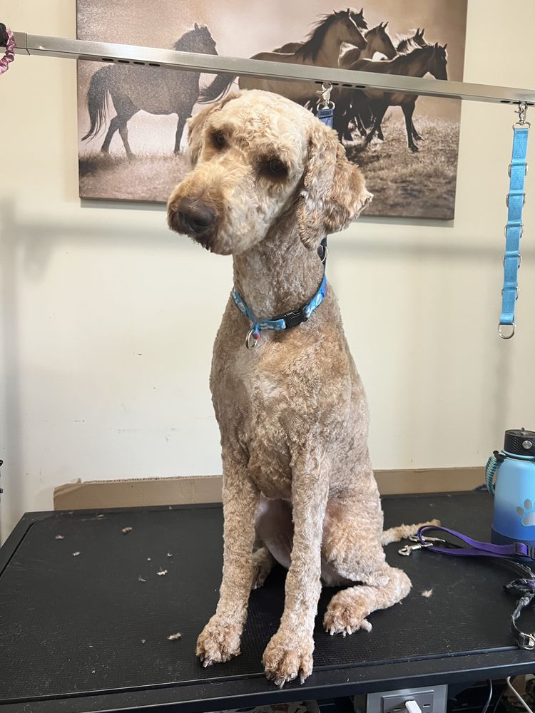 UNICORN GROOMING - Updated October 2025 - 13 Photos - 19647 Co Rd 8, Bristol, Indiana - Pet ...