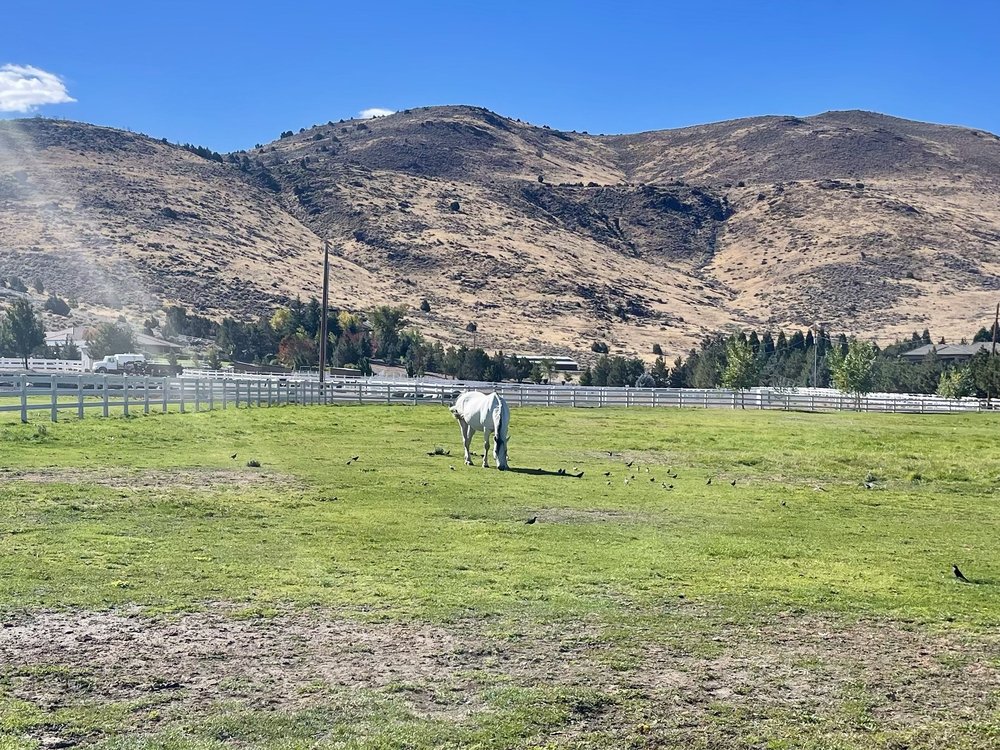 RENO TAHOE EQUESTRIAN CENTRE - Updated August 2025 - 24 Photos & 11 ...