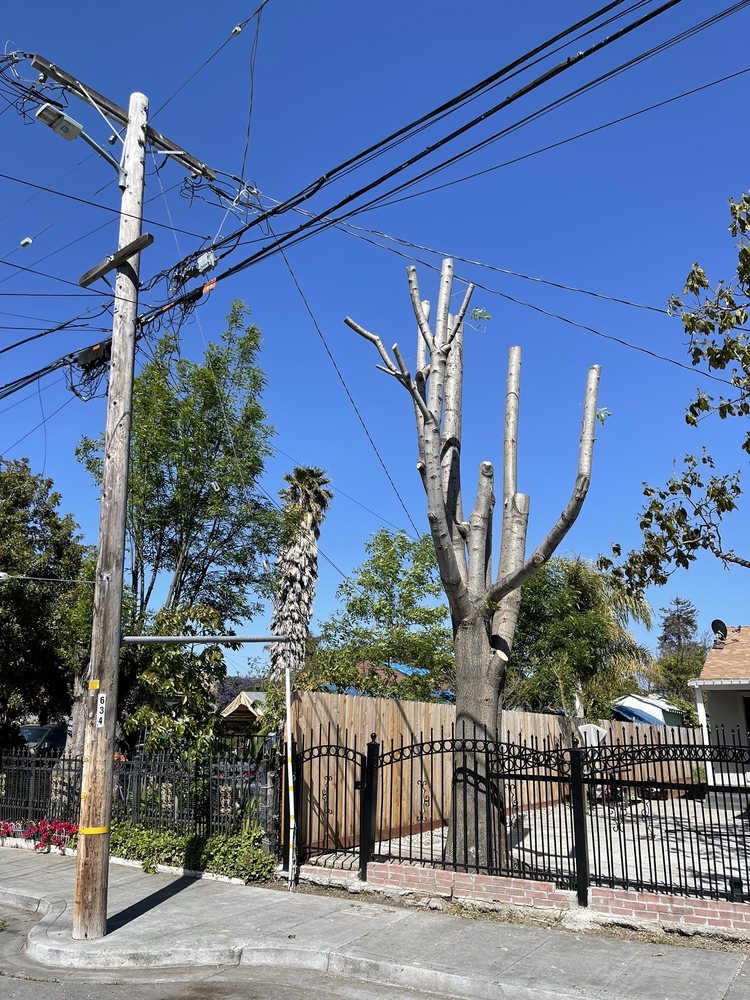 CALIFORNIA TREE SOLUTIONS - Updated December 2025 - 56 Photos & 72 ...