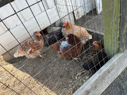 FRYING PAN FARM PARK - 251 Photos & 81 Reviews - 2709 W Ox Rd, Herndon ...