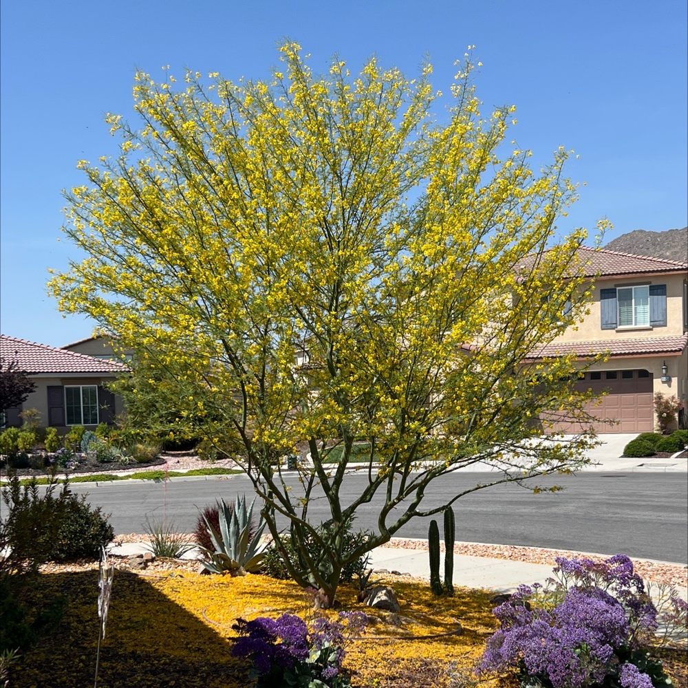 VICTOR’S TREE TRIMMING SERVICE - Updated October 2025 - 105 Photos & 19 ...