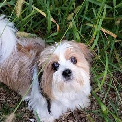 PET SITTING SERVICES - Updated May 2024 - 2129 S 5th St, Springfield ...