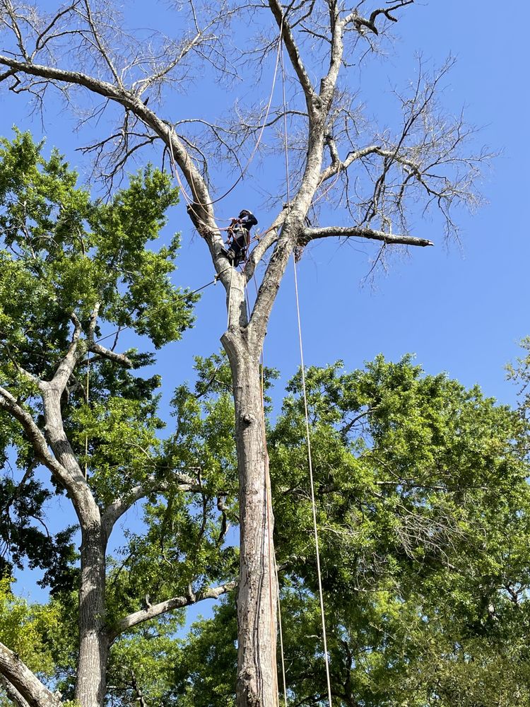 UNIQUE TREE TRIMMING MAINTENANCE - Updated November 2025 - 18 Photos ...