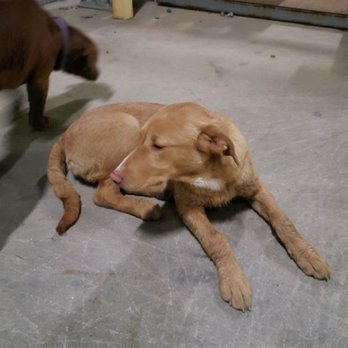 FINAL VICTORY ANIMAL RESCUE - Updated December 2025 - 10 Photos & 20 ...