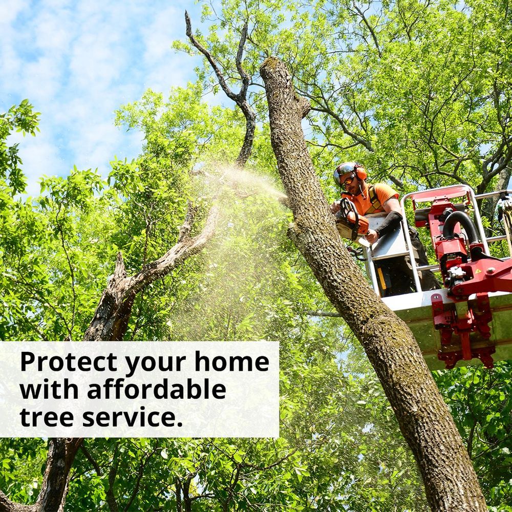 CHAMPION TREE SERVICE - Updated November 2025 - 36 Photos - 4120 Sicard ...