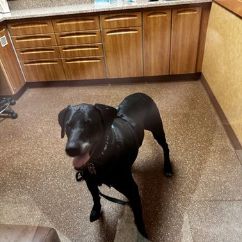 NORTHSTAR VETS - ROBBINSVILLE - Updated July 2024 - 118 Photos & 256 ...