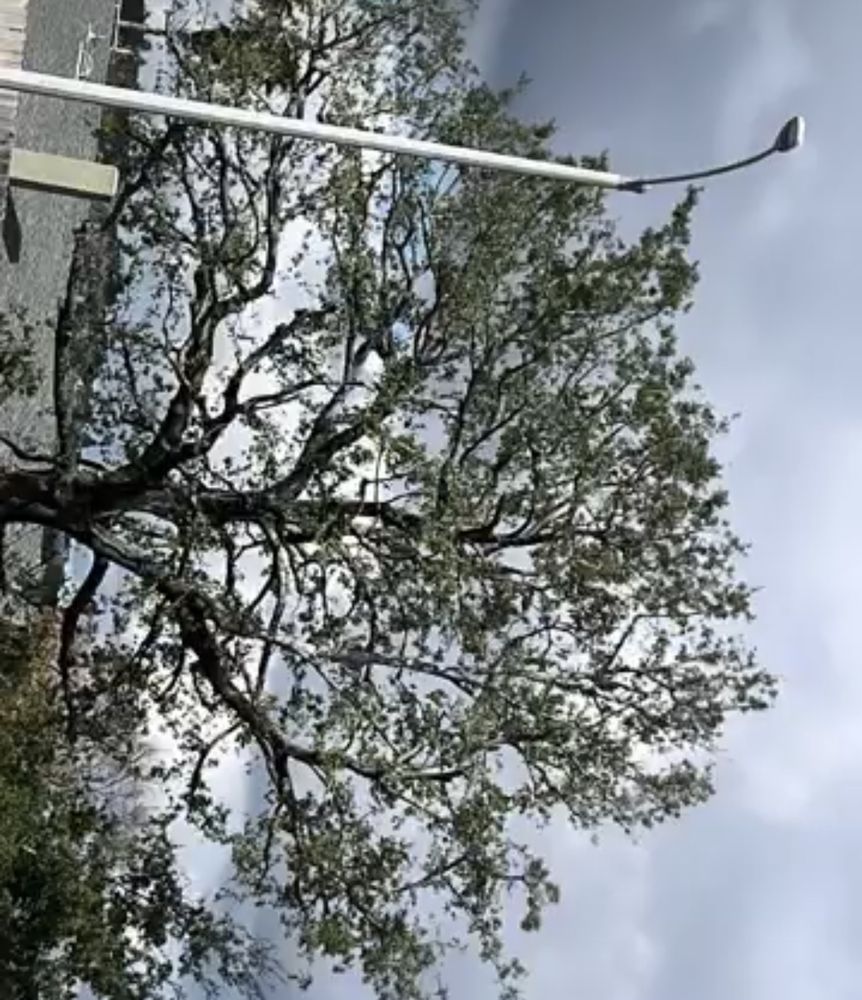 CHAVEZ JR TREE CARE - Updated January 2025 - Request a Quote - Moreno ...