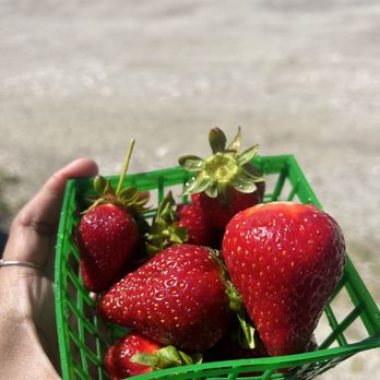 SWANTON BERRY FARM - Updated June 2024 - 1095 Photos & 515 Reviews - 25 ...