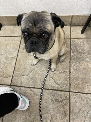 ALAMO DOG & CAT HOSPITAL - Updated May 2025 - 53 Photos & 92 Reviews ...