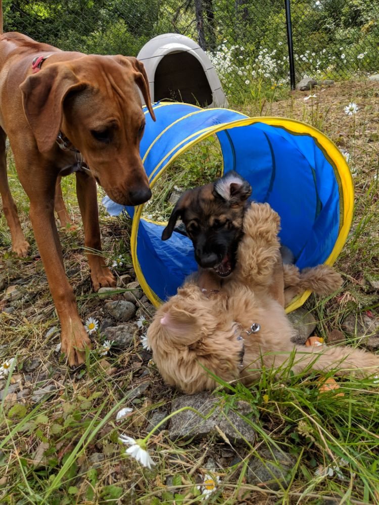 JUST DOGGIN’ IT ADVENTURES - Updated May 2024 - 678 Shawnigan Lake Road ...