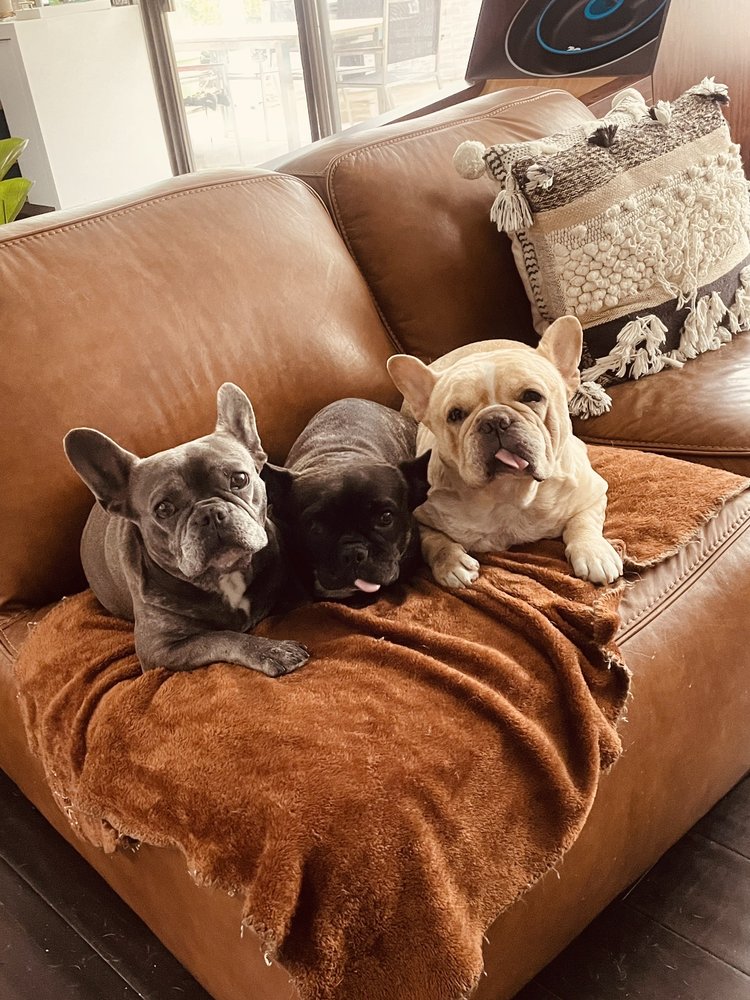 PAWSITIVE FURFECTION - Updated January 2025 - Coral Gables, Florida ...