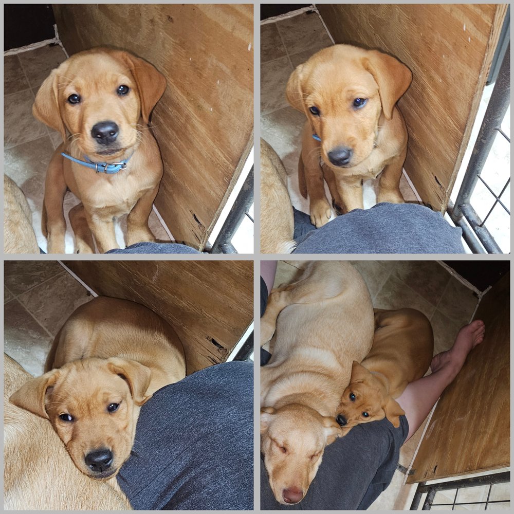 MOONLIGHT KENNELS - Updated June 2024 - Request Information - Elloree ...