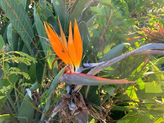 NATSUNOYA TEA HOUSE - 1131 Photos & 270 Reviews - 1935 Makanani Dr ...