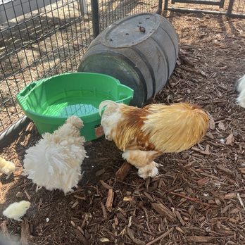 EL TORO LOCO RANCH - Updated October 2025 - 109 Photos & 36 Reviews ...