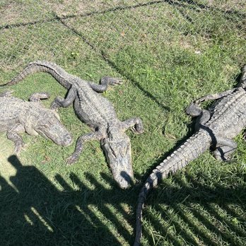 GATORS & FRIENDS - Updated December 2025 - 207 Photos & 60 Reviews ...