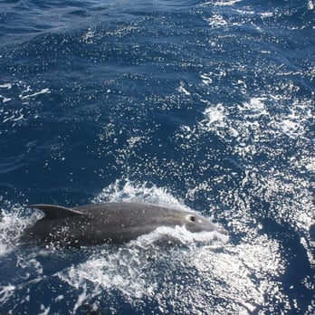 LIKO KAUAI CRUISES - Updated January 2026 - 76 Photos & 99 Reviews ...