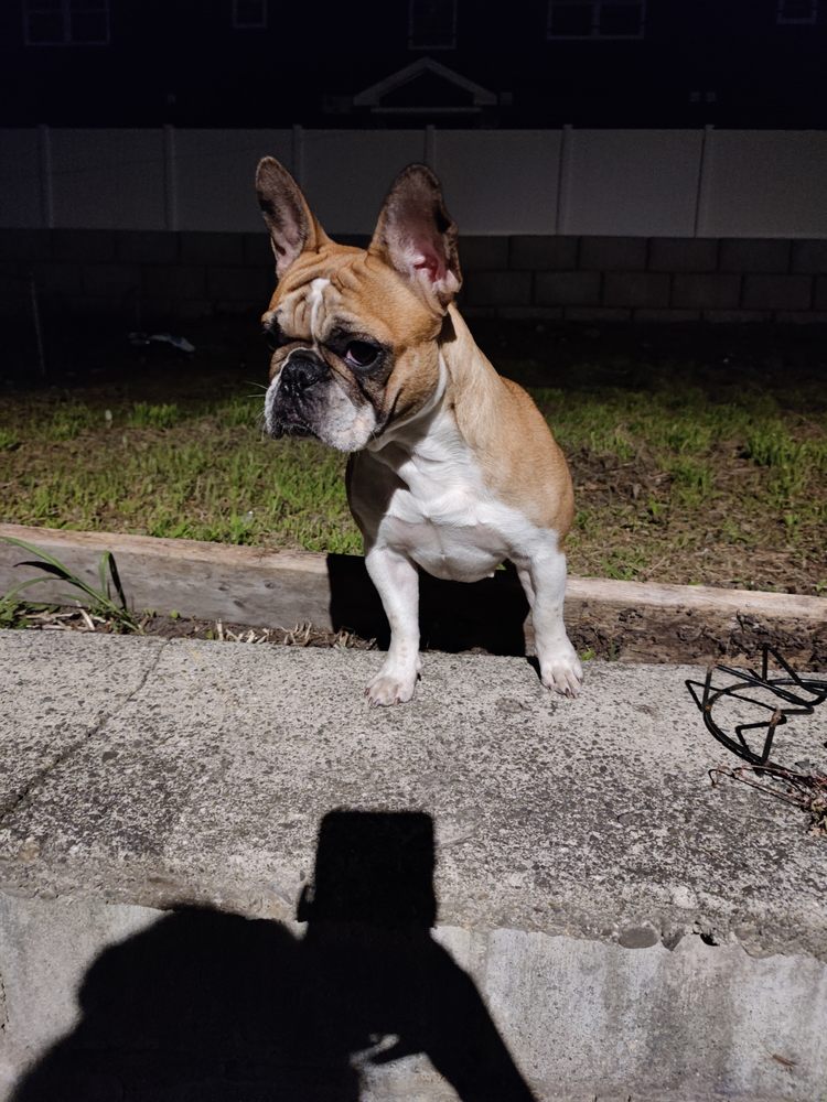 SYD’S FLUFFY FRENCHIES - Worcester, Massachusetts - Pet Breeders ...