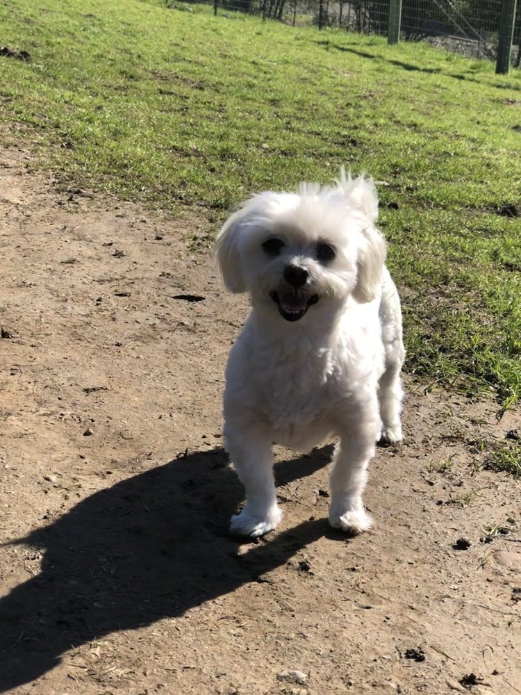 HAPPY TRAILS DOG PARK - Updated July 2025 - 244 Silver Creek Cir, Santa ...