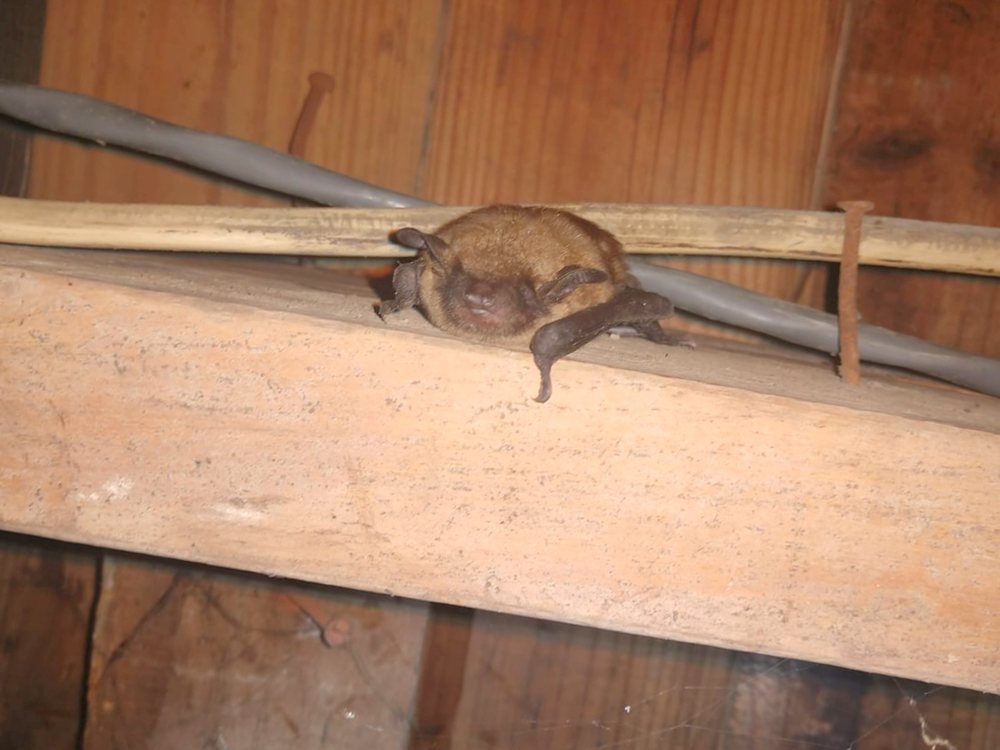 PEST ANIMAL REMOVAL FAIRFAX COUNTY - Updated March 2026 - 21 Photos ...