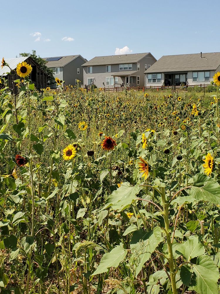 THE BEE HUGGER - Updated August 2024 - 39 Photos & 13 Reviews - 12590 ...