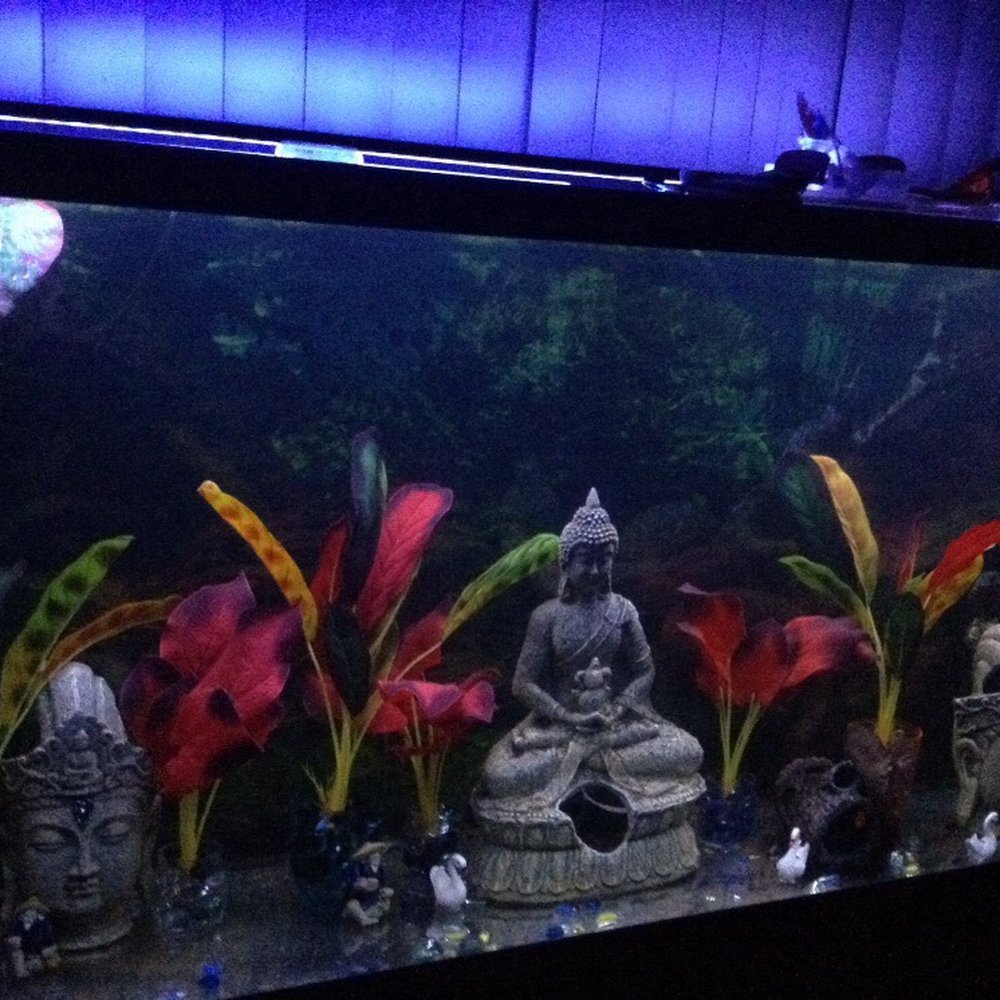 Freshwater Fish Tank Themes