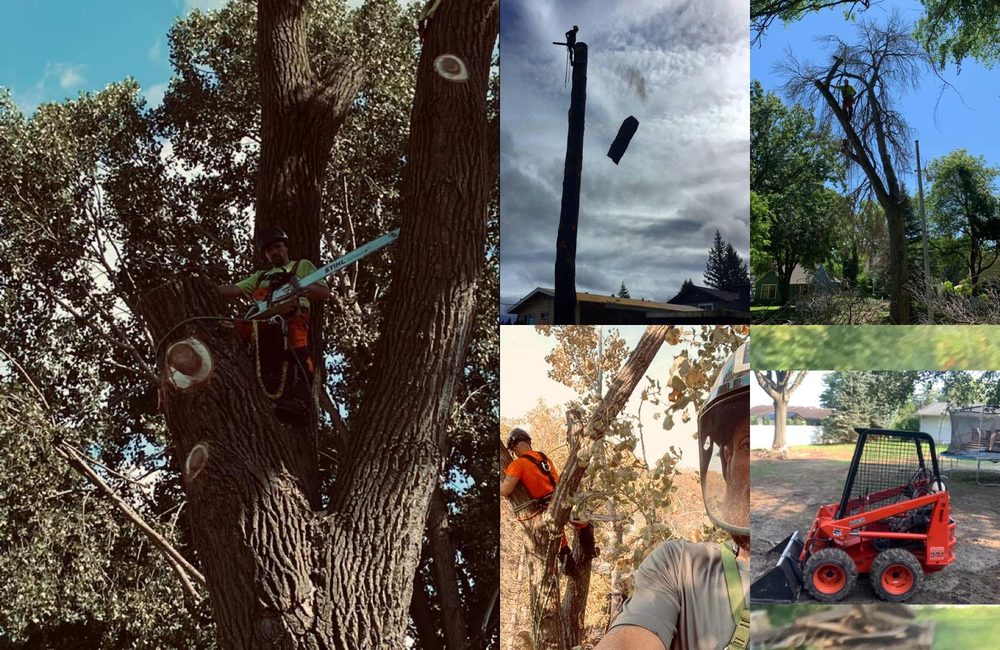 BOSS TIMBER TREE SERVICE - Updated May 2025 - 10 Photos - 1259 Military ...