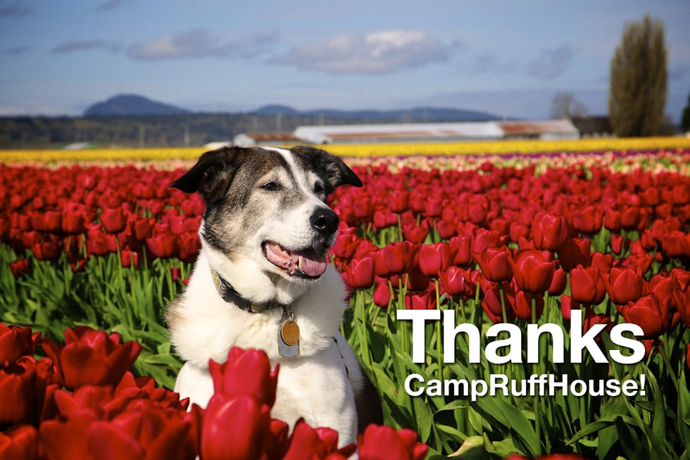 CAMP RUFF HOUSE - Updated December 2025 - 14 Reviews - 3923 88th St NE ...