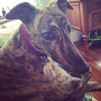 GREYHOUND FRIENDS - Updated March 2026 - 34 Photos & 32 Reviews - 167 ...