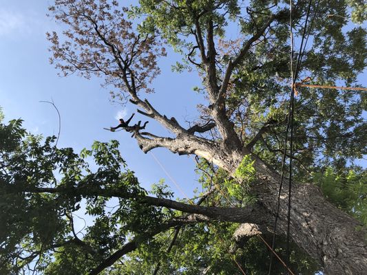 3 MONKEYS TREE SERVICE - Updated November 2025 - 37 Photos & 17 Reviews ...