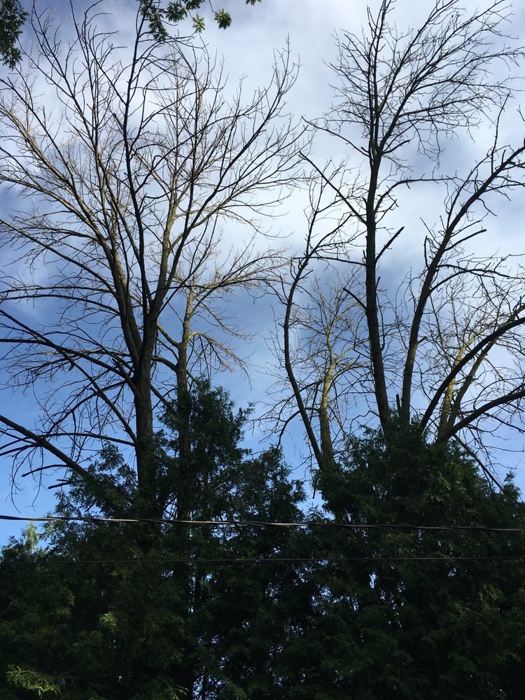 C M TREE SERVICES - Updated October 2025 - 220 E College Ave, Milwaukee ...