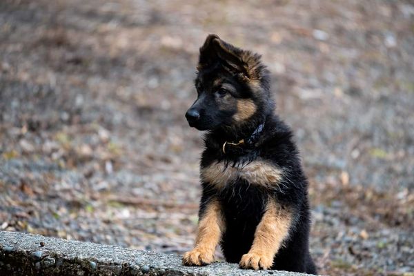 GERMAN SHEPHERD HAUS OF THE PACIFIC NORTHWEST - Updated September 2025 ...