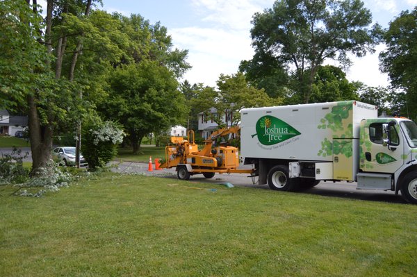 JOSHUA TREE EXPERTS - Updated October 2025 - 5 Great Valley Pkwy ...