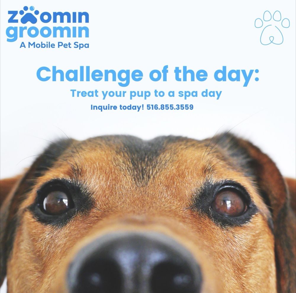 ZOOMIN GROOMIN - Updated April 2025 - 33 Photos - Massapequa Park, New ...