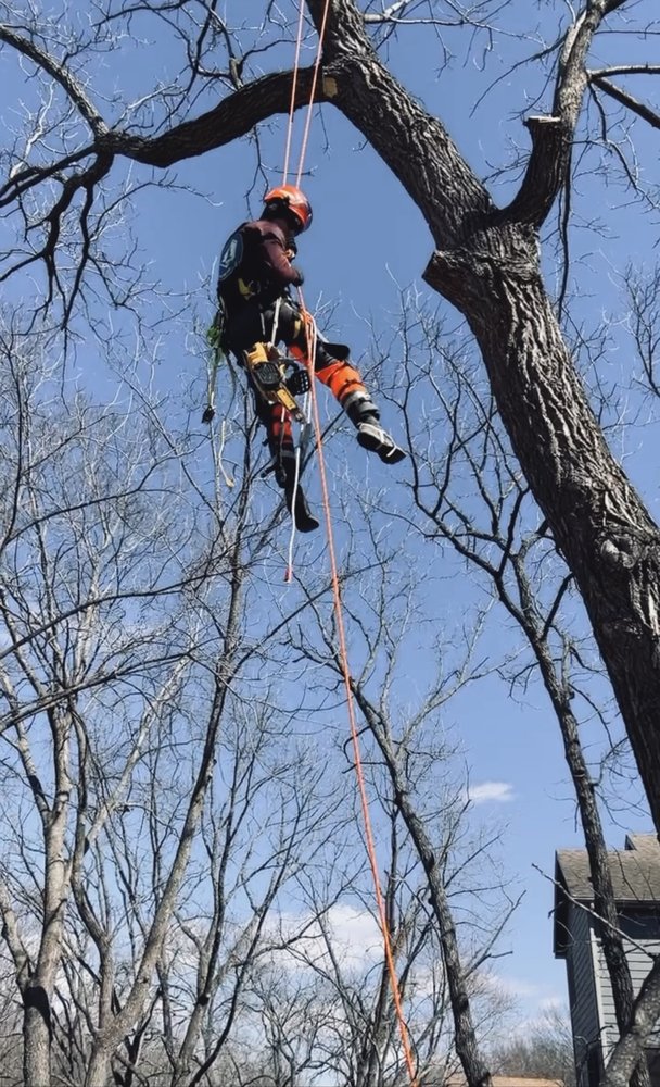 LAWRENCE TREE COMPANY - Lawrence, Kansas - Tree Services - Phone Number ...