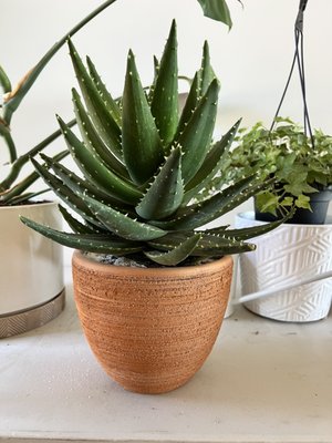 CAMELBACK FLOWERSHOP - Updated May 2026 - 134 Photos & 169 Reviews ...